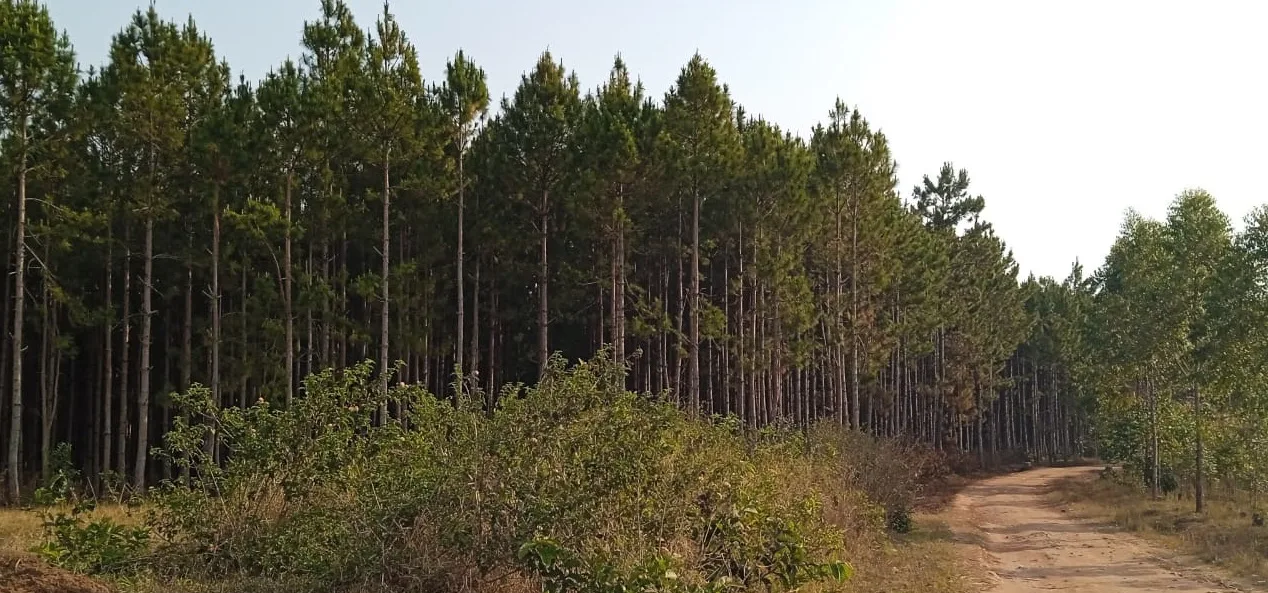 Govt says 40 million trees planted in 2023/24 national forestry season ...